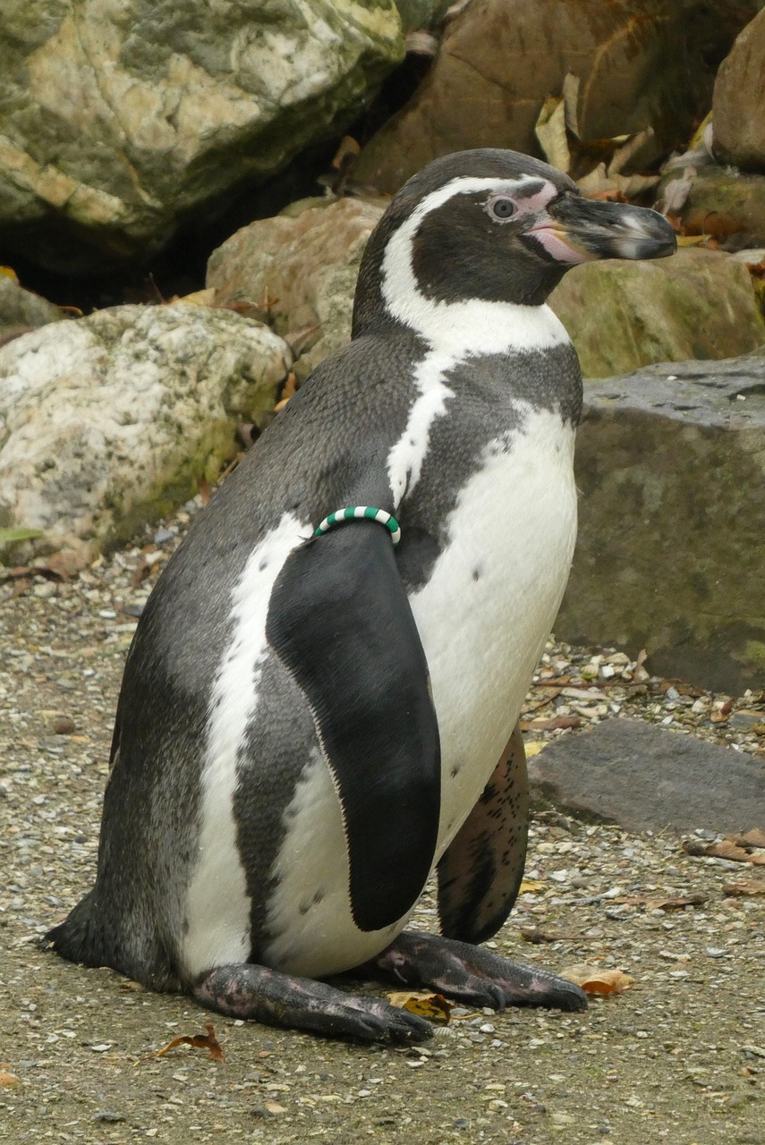 Pingouin Oiseau Zoo - Photo gratuite sur Pixabay - Pixabay