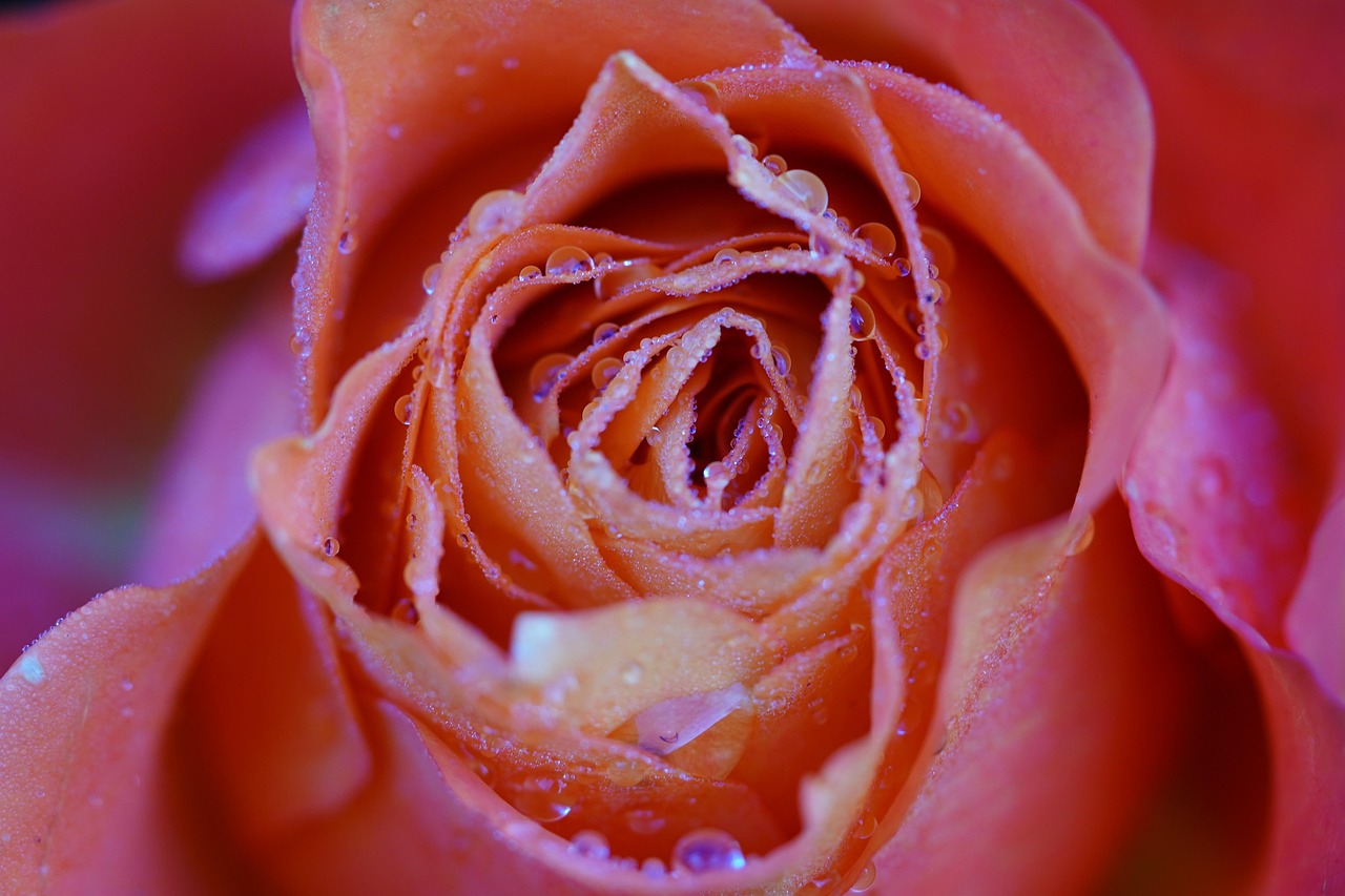 Rose Flower Dew - Free photo on Pixabay - Pixabay