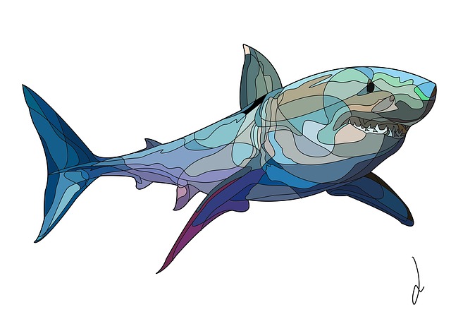 Shark Fish Sea - Free photo on Pixabay - Pixabay