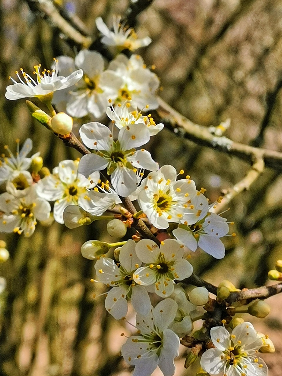 Frühling Blumen Decorative - Free photo on Pixabay