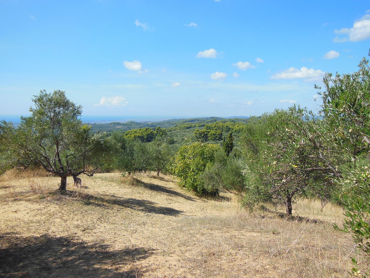 Olive Trees Greece Meadow - Free photo on Pixabay - Pixabay