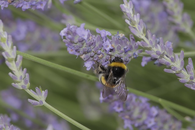 Hummel Bombus Insekt - Kostenloses Foto auf Pixabay