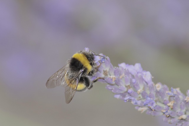 Bumblebee Bombus Insect - Free photo on Pixabay - Pixabay