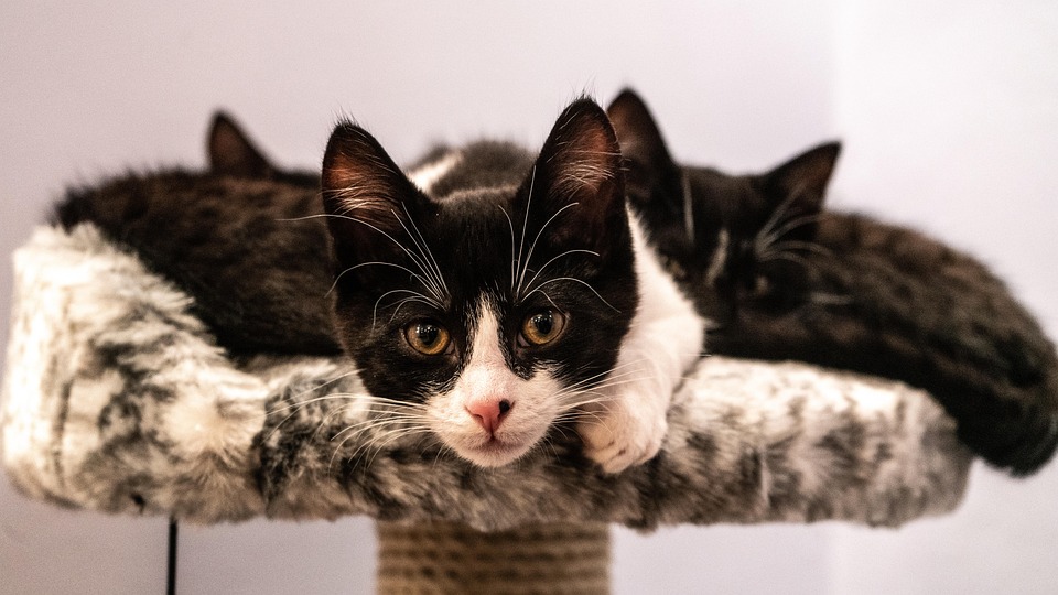 Gatos Gatitos Mascotas - Foto gratis en Pixabay
