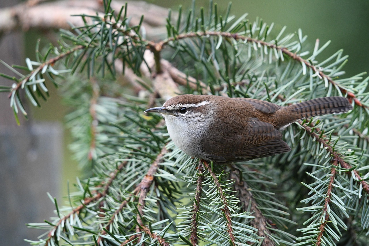 300+ Free Wren & Bird Images - Pixabay
