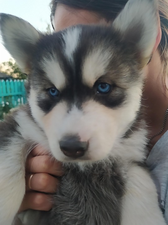 Husky Hundehvalp - Gratis foto på Pixabay - Pixabay