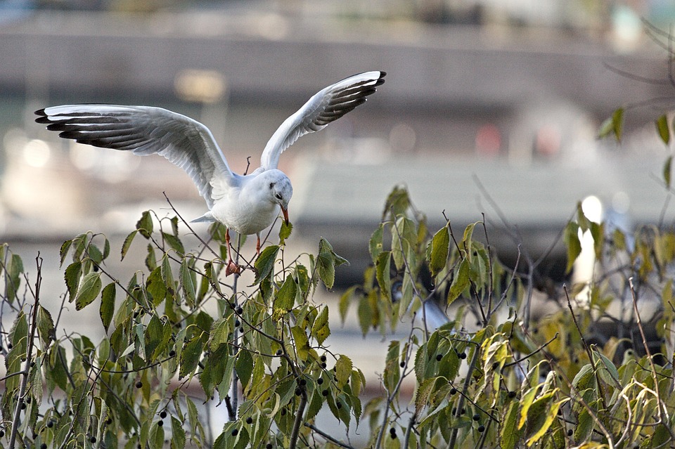 Seagull Bird Tree - Free photo on Pixabay