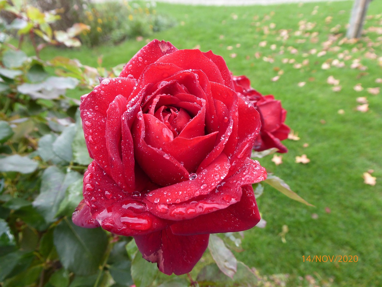 Rosas Flor Jardim - Foto gratuita no Pixabay - Pixabay