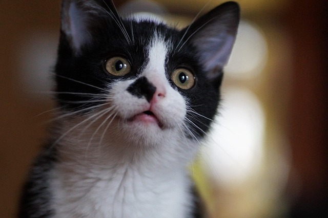 Gato Felino Barba - Foto gratis en Pixabay