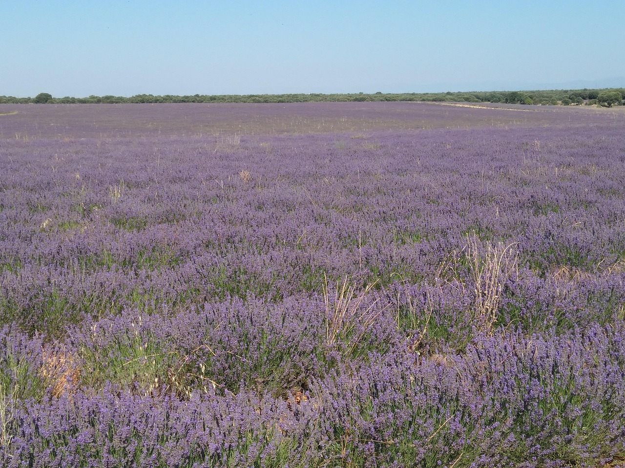 Lavender Budidaya Bunga-Bunga - Foto gratis di Pixabay - Pixabay