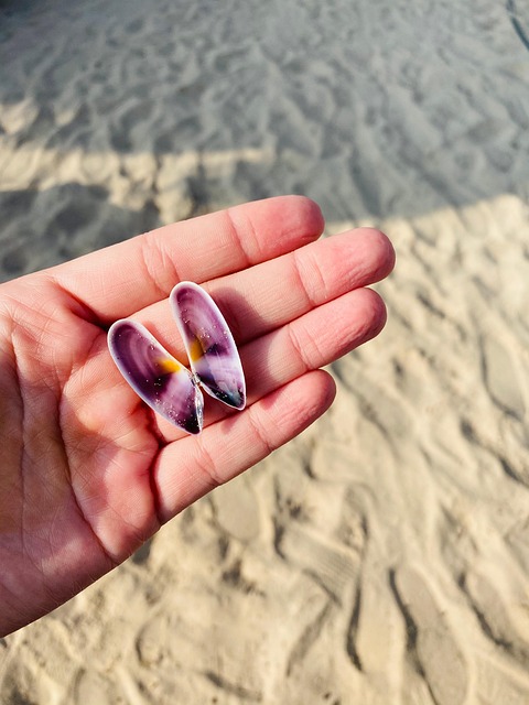 Papillon Plage La Nature - Photo gratuite sur Pixabay - Pixabay
