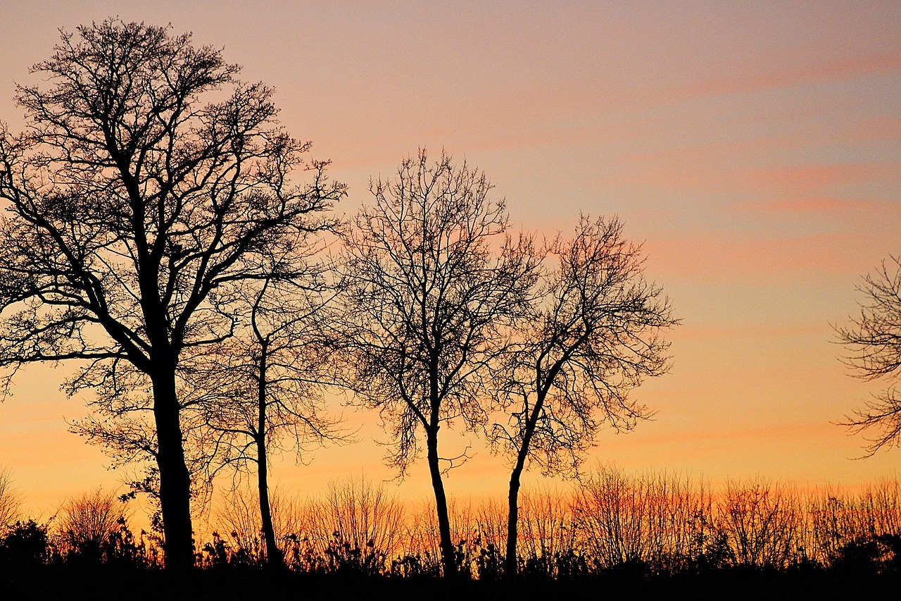 Orange Tree Sunset - Free photo on Pixabay - Pixabay