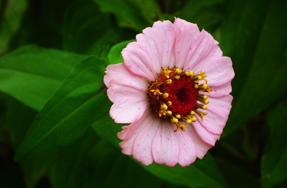 Zinnia Flor Planta - Foto gratis en Pixabay - Pixabay