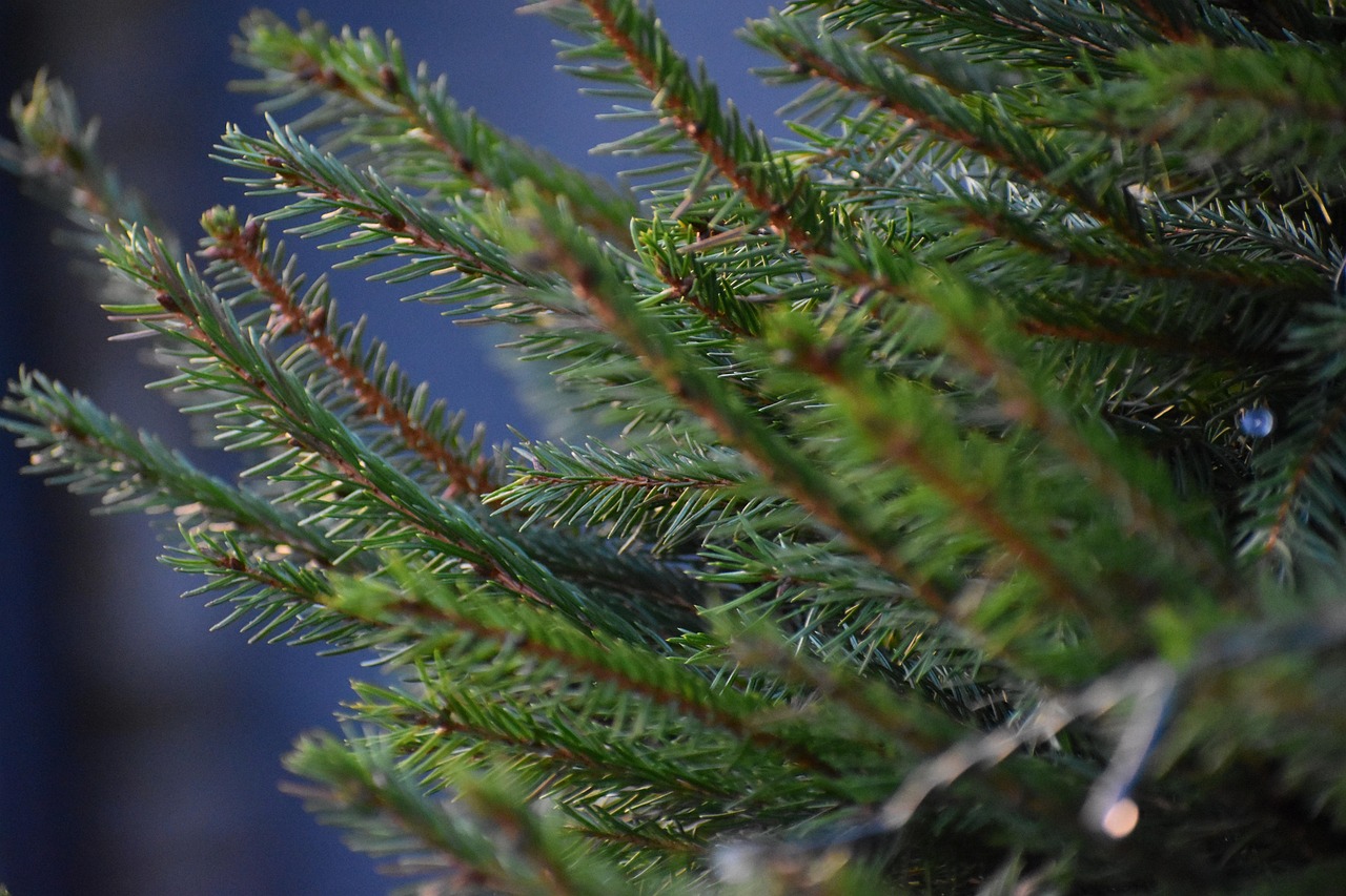 Christmas Tree Fir Branches - Free photo on Pixabay - Pixabay