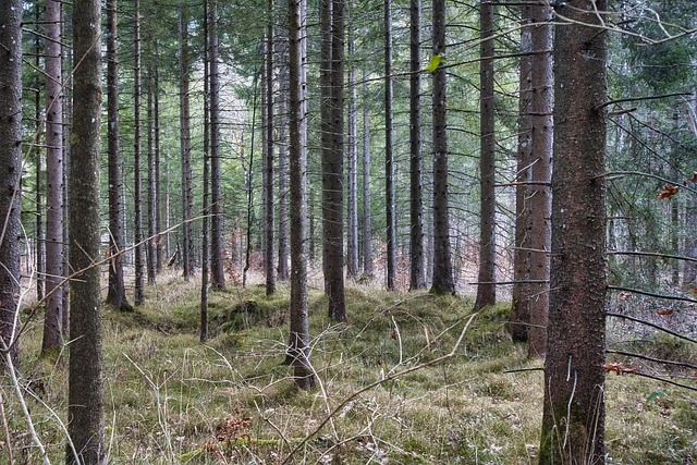 Árboles Abeto Bosque - Foto gratis en Pixabay - Pixabay