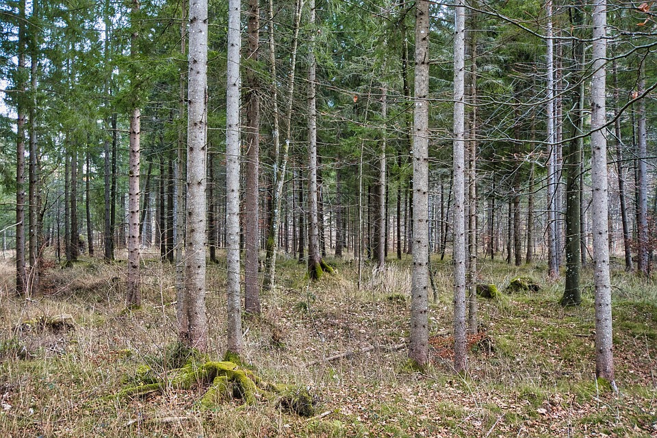 Trees Spruce Forest - Free photo on Pixabay - Pixabay