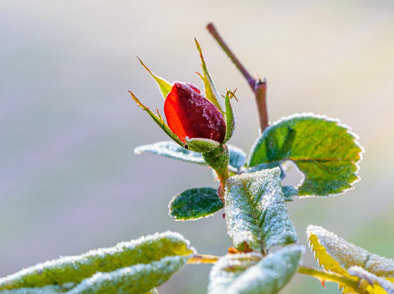 Frost Rose Winter - Free photo on Pixabay - Pixabay