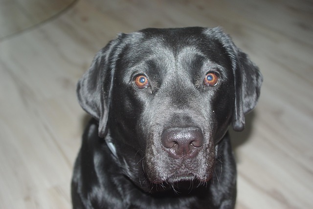 Dog Labrador Animal - Free photo on Pixabay - Pixabay