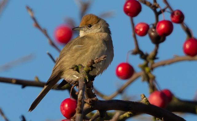 Blackcap Eurasian Female - Free photo on Pixabay