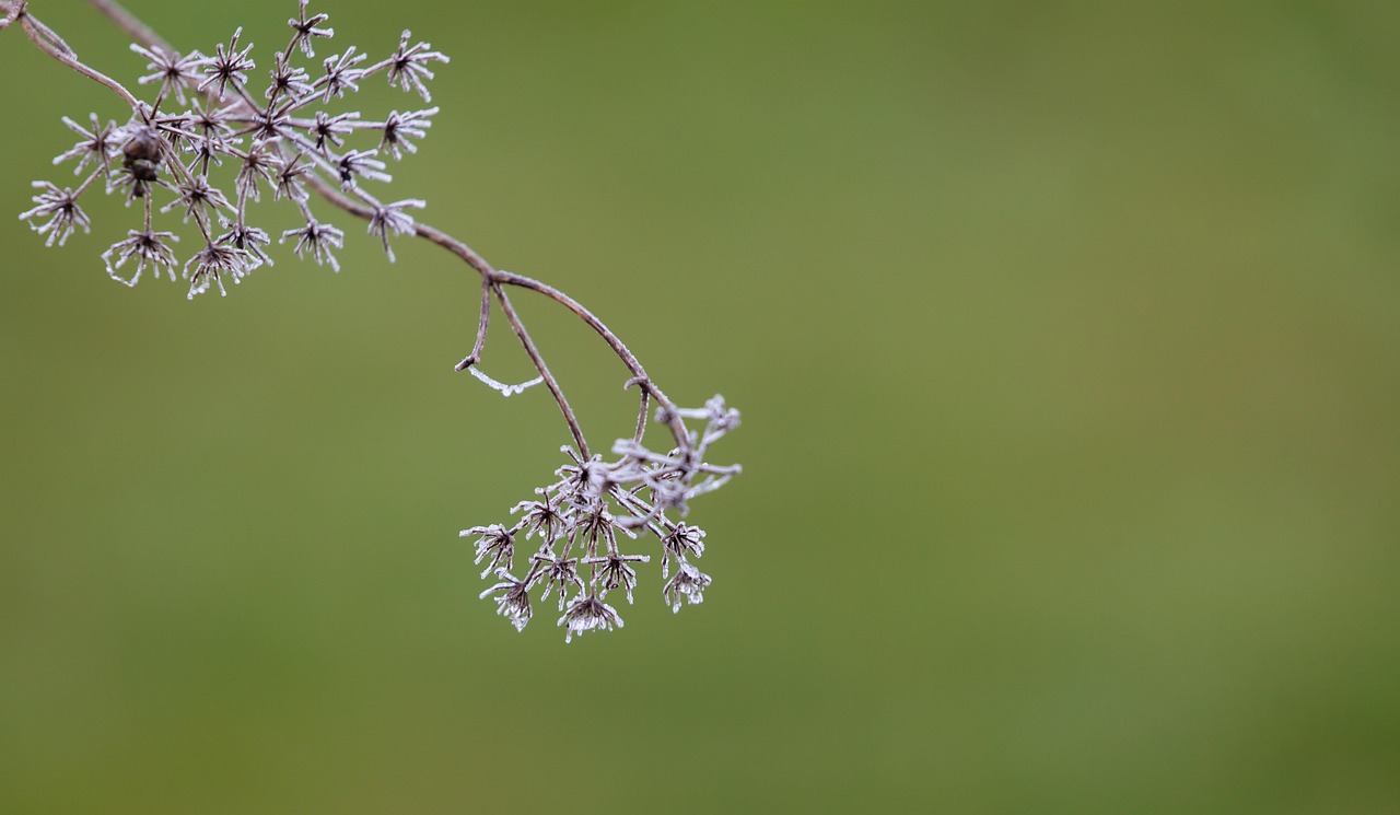 Weed Plant Frozen - Free photo on Pixabay