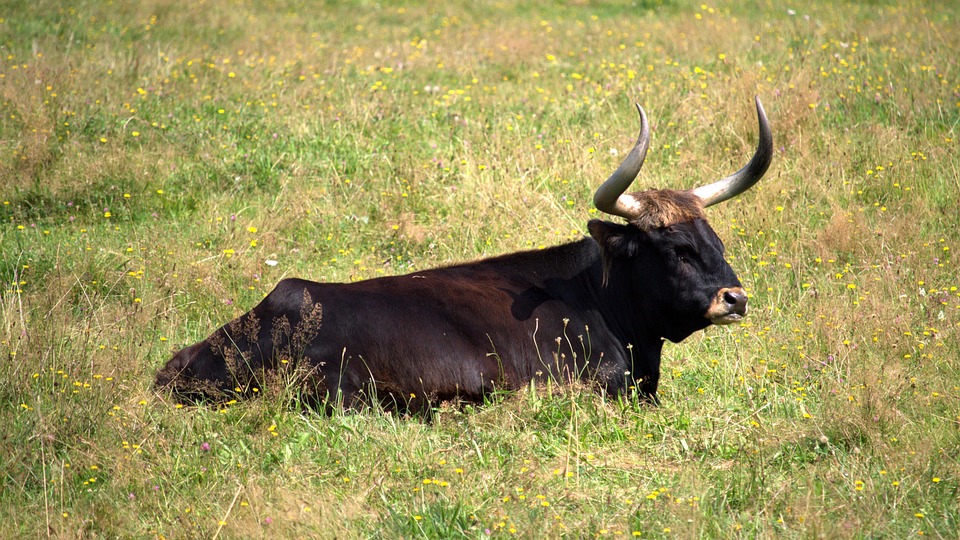La Nature Animal Vache - Photo gratuite sur Pixabay - Pixabay