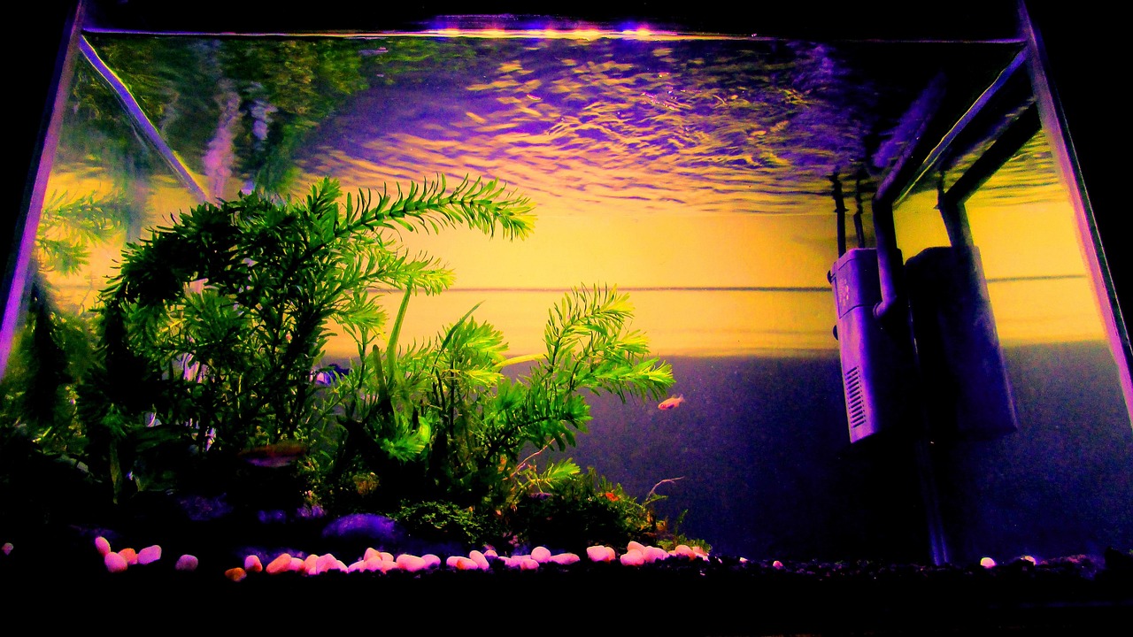 Mini Forest Underwater - Free photo on Pixabay - Pixabay