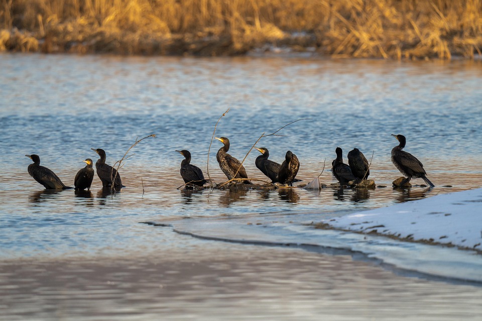Cormorants Birds Lake - Free photo on Pixabay - Pixabay