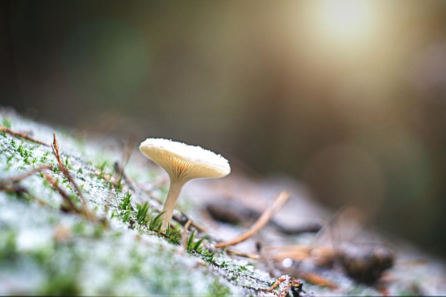 40+ Free Snow Mushroom & Snow Images - Pixabay