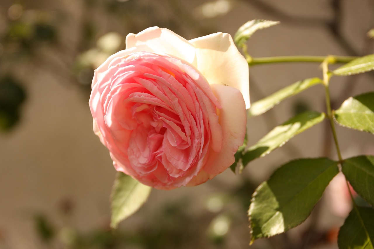 Pink Bunga - Foto gratis di Pixabay - Pixabay