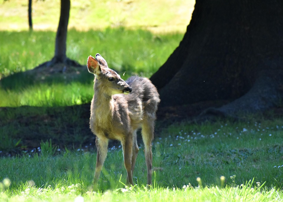 Fawn Hjort Baby - Gratis foto på Pixabay - Pixabay