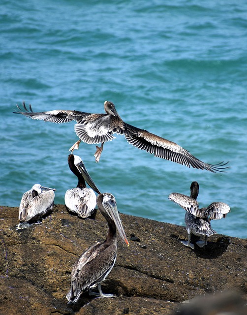 100+ Free Brown Pelican & Pelican Images - Pixabay