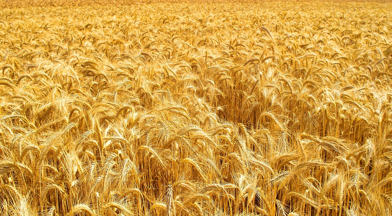 Weizenfeld Weizenähren Gerade Noch - Kostenloses Foto auf Pixabay - Pixabay