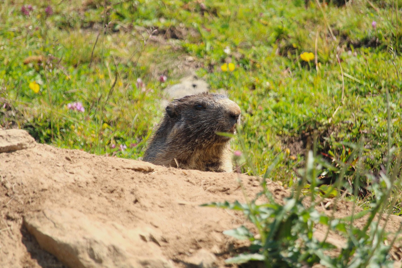 Marmot Alps Rodent Alpine - Free photo on Pixabay - Pixabay