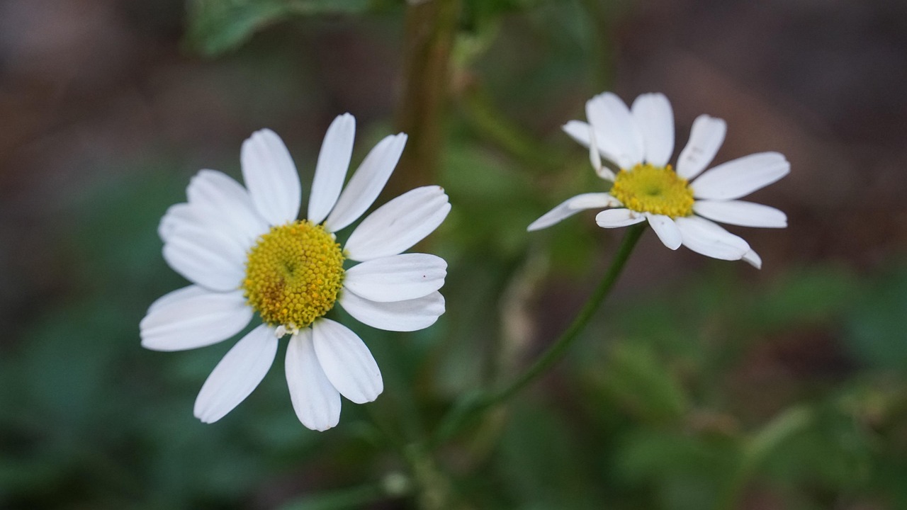 Blume Natur - Kostenloses Foto auf Pixabay - Pixabay