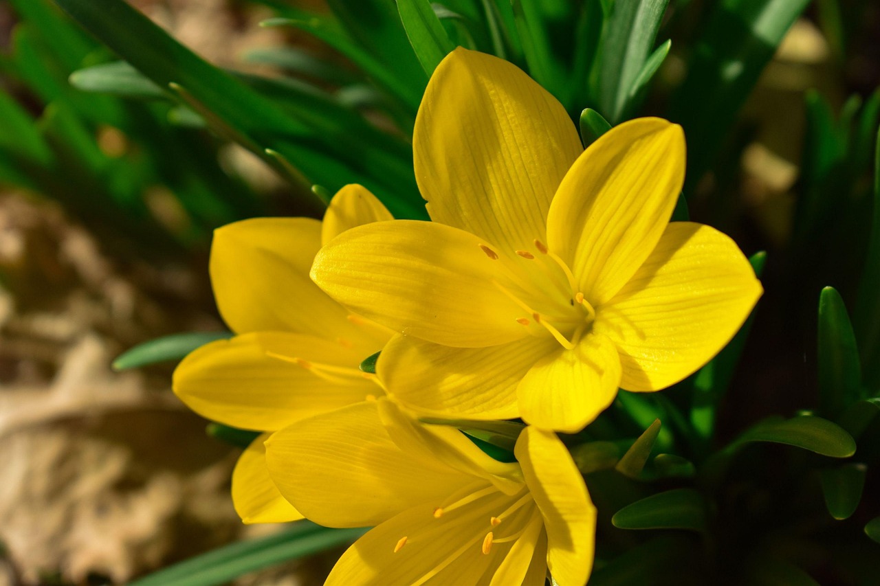 Vackra Blommor Gul Solros - Gratis foto på Pixabay - Pixabay