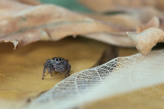 30,000+ Free Cute Spiders & Spider Images - Pixabay