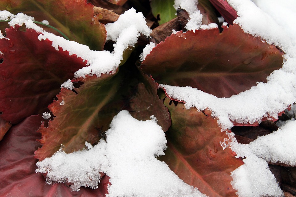 Snow Plant Covered In - Free photo on Pixabay - Pixabay