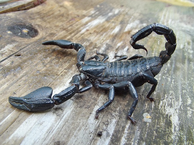 Scorpion Sting - Free photo on Pixabay - Pixabay