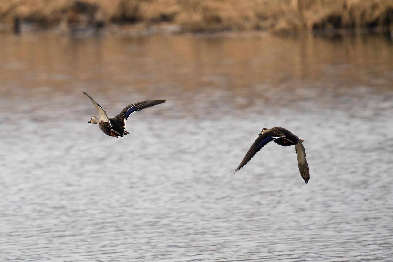 Pato Mallard Emergencia Aves - Foto gratis en Pixabay - Pixabay