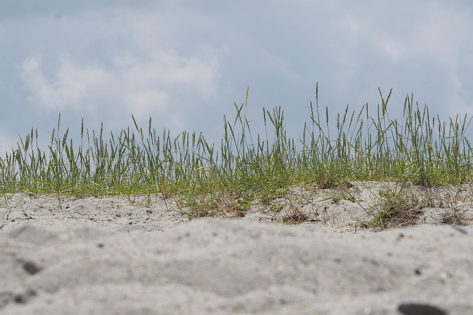 Beach Sand Grass Free Photo On Pixabay Pixabay