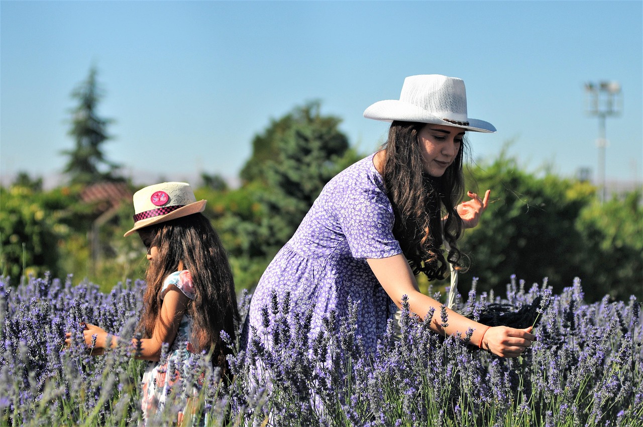 Lavanta Lavander - Free photo on Pixabay