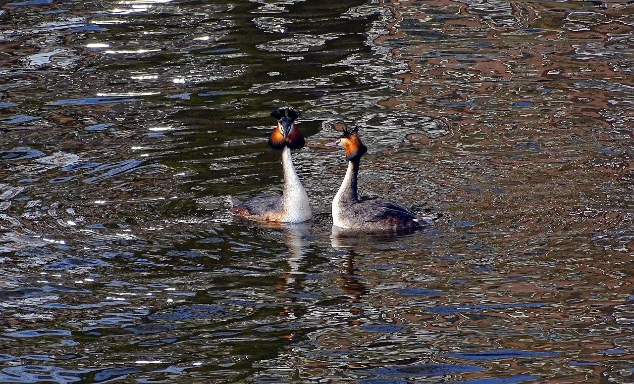 Waterfowl Nature - Free photo on Pixabay - Pixabay