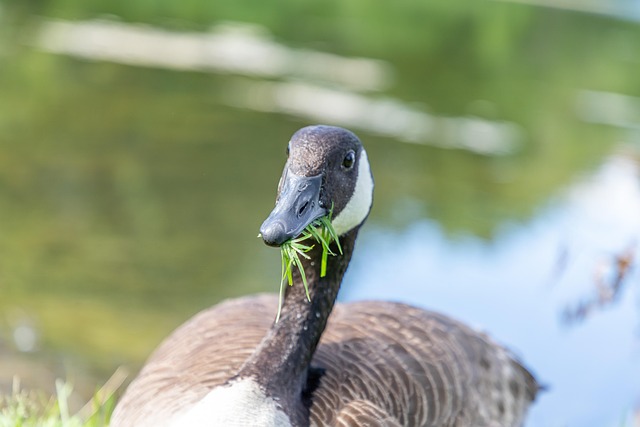 Ganso Pájaro Pico - Foto gratis en Pixabay