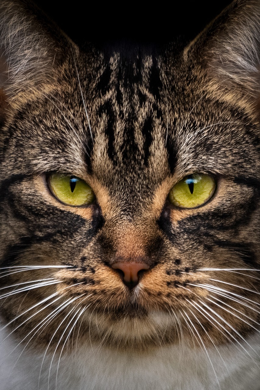 Kucing Mabuk - Foto gratis di Pixabay - Pixabay