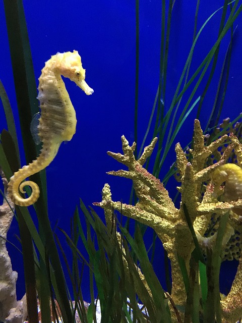 Cheval De Mer Aquarium Marin - Photo gratuite sur Pixabay - Pixabay