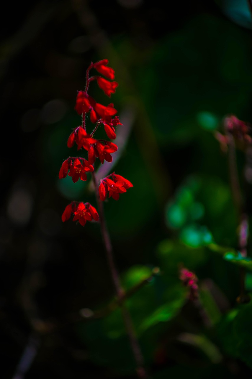 700+ Free 珊瑚 & Nature Images - Pixabay