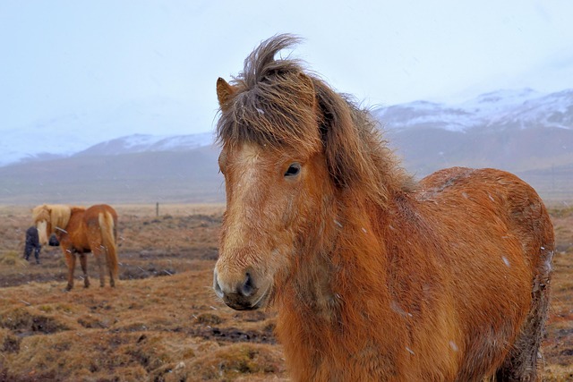 80+ kostenlose Islandpferde und Islandpony-Bilder - Pixabay
