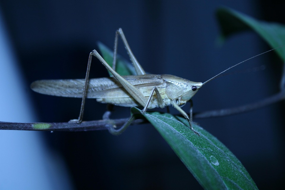 Insects Yard Nature Free Photo On Pixabay Pixabay