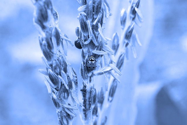 Insects Yard Nature Free Photo On Pixabay Pixabay