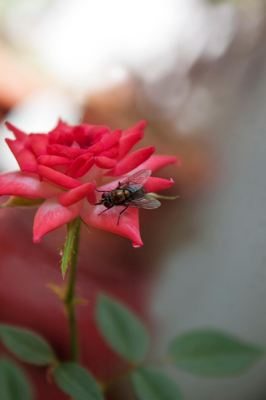 Insects Yard Nature Free Photo On Pixabay Pixabay
